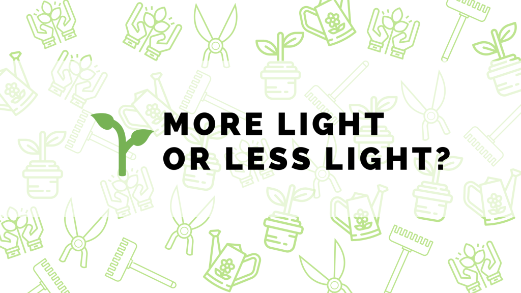 Do your plants need more or less light? – SA Horticultural