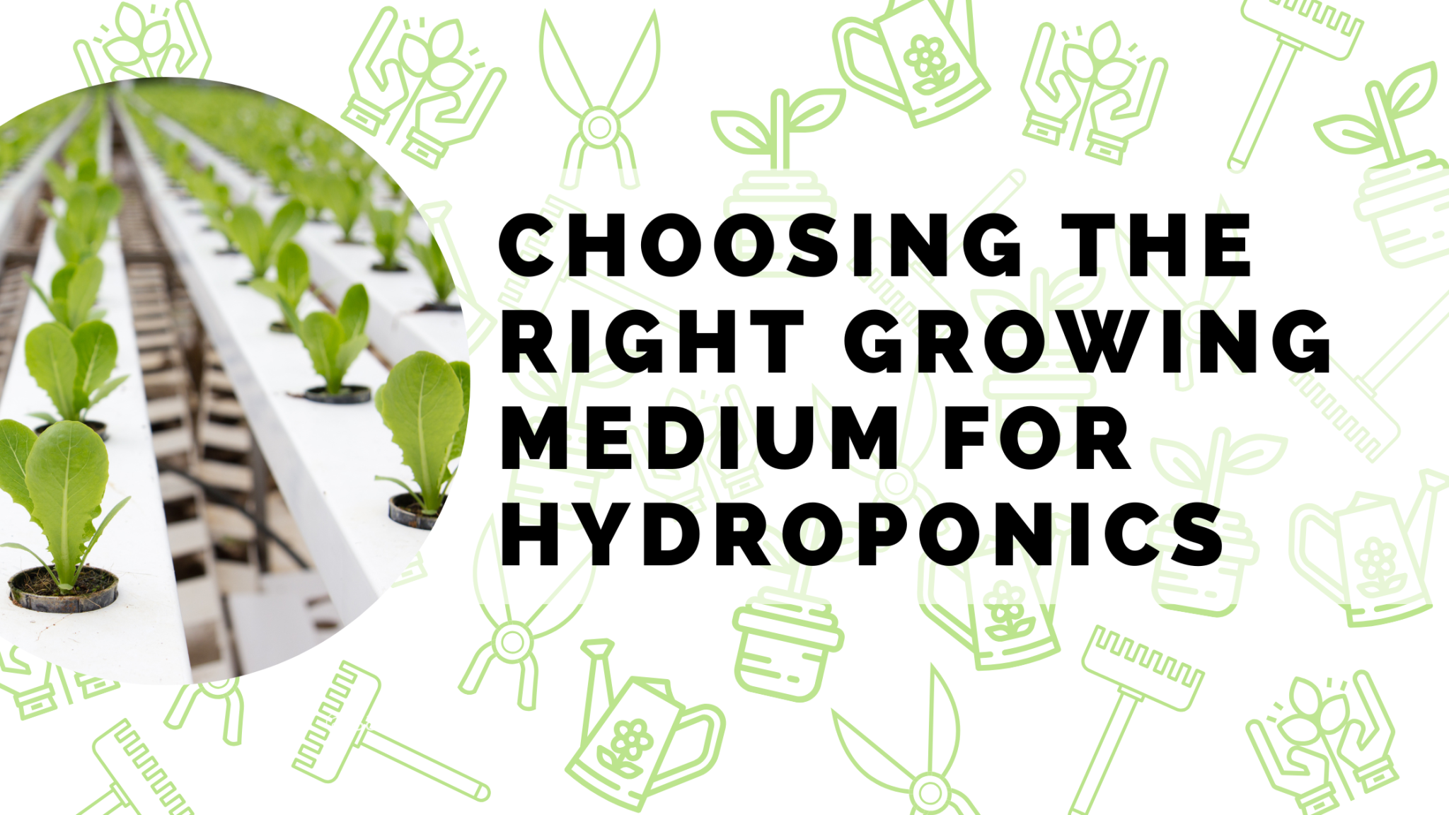 Which growing medium should I choose for my hydroponic setup? – SA ...